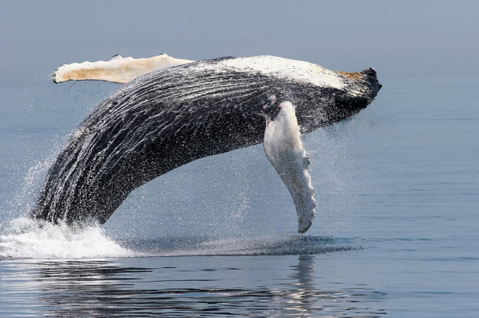 Feds propose removing most humpback whales from endangered species list ...